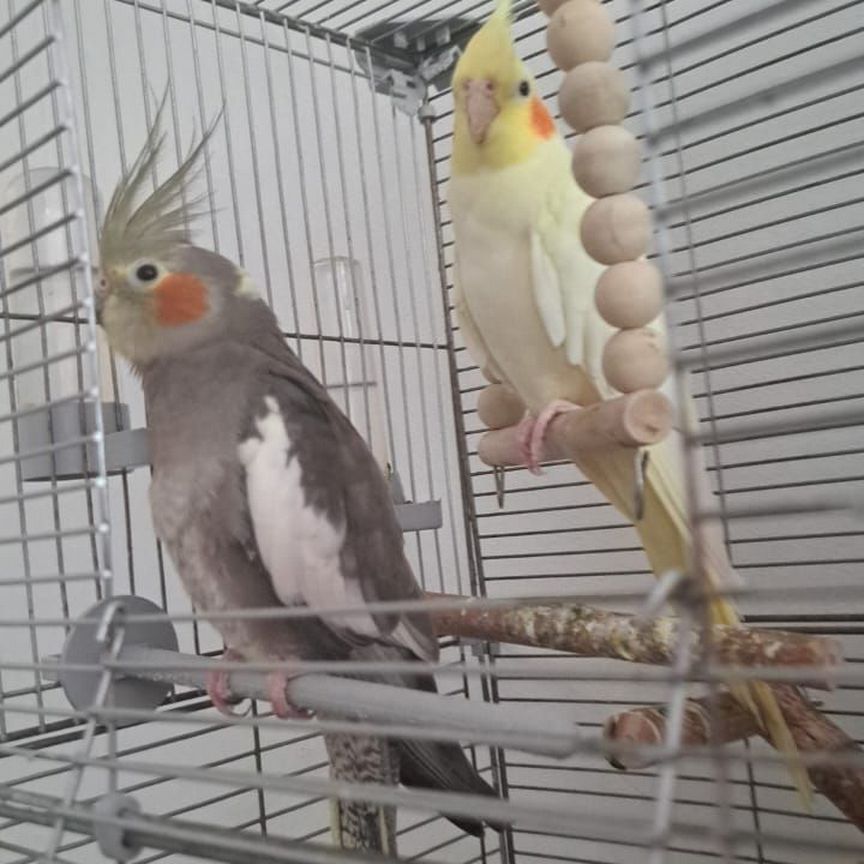 Попугайчики корелла с клеткой