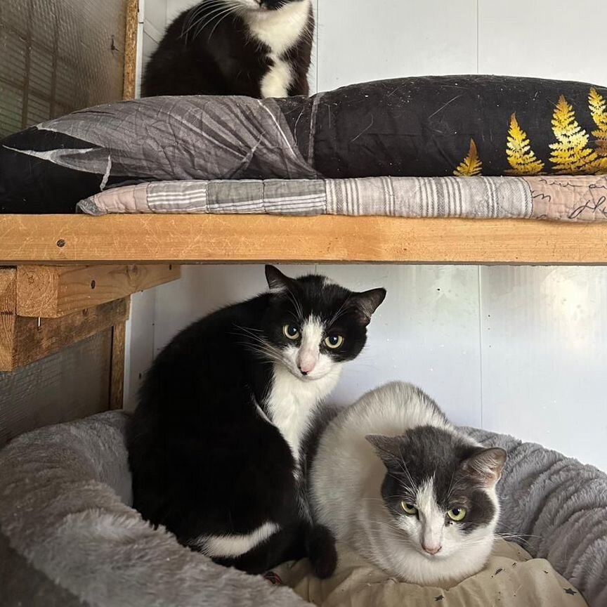 Взрослая, кошка в добрые руки