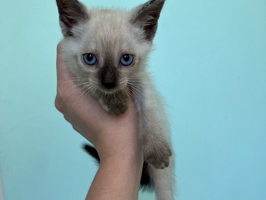 Котенок метис сиамский