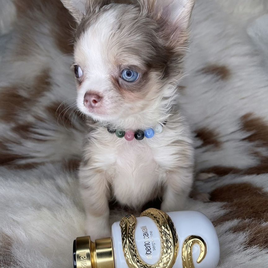 Чихуахуа, щенок