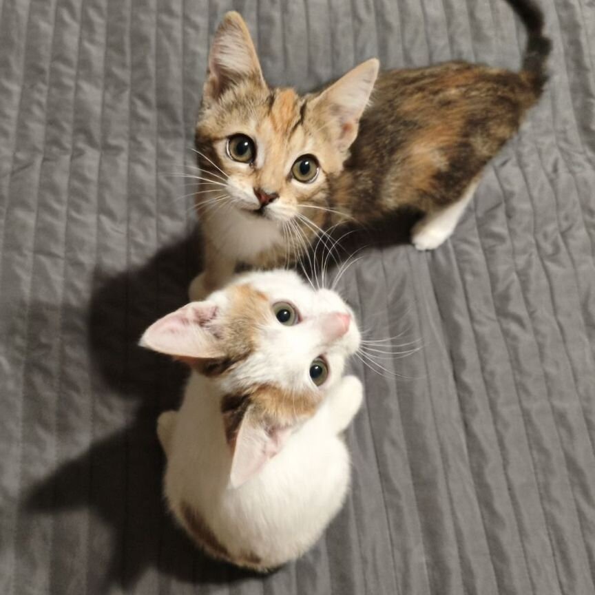 Котики бесплатно в добрые руки