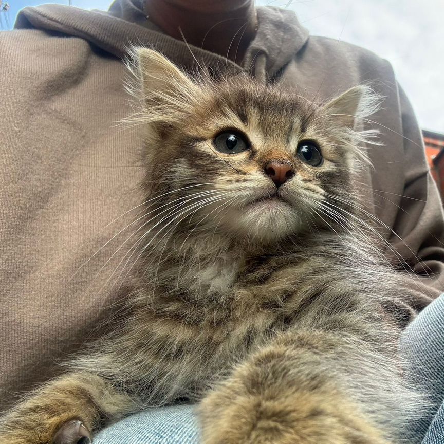 Котёнок в добрые руки