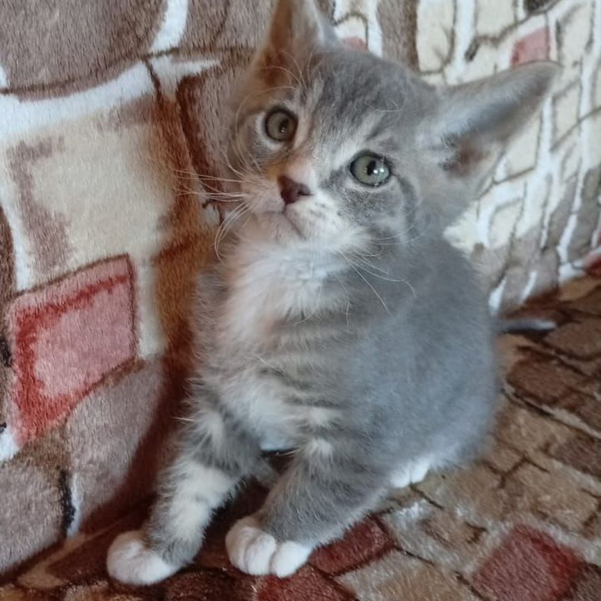 Котёнок в добрые руки