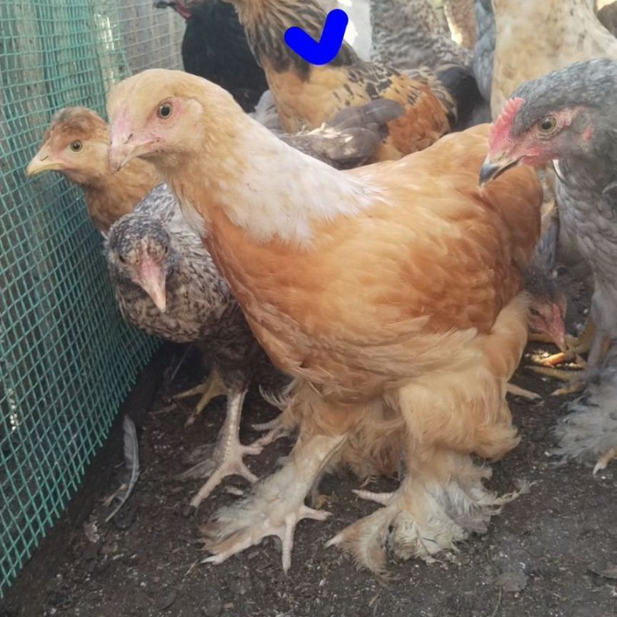 Куры домашние