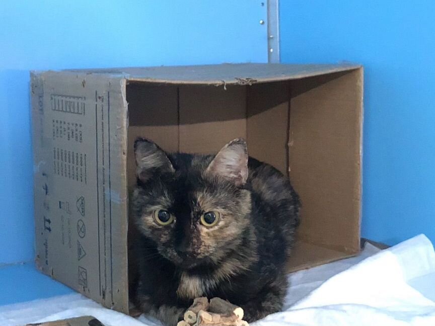 Трехцветная кошка в добрые руки