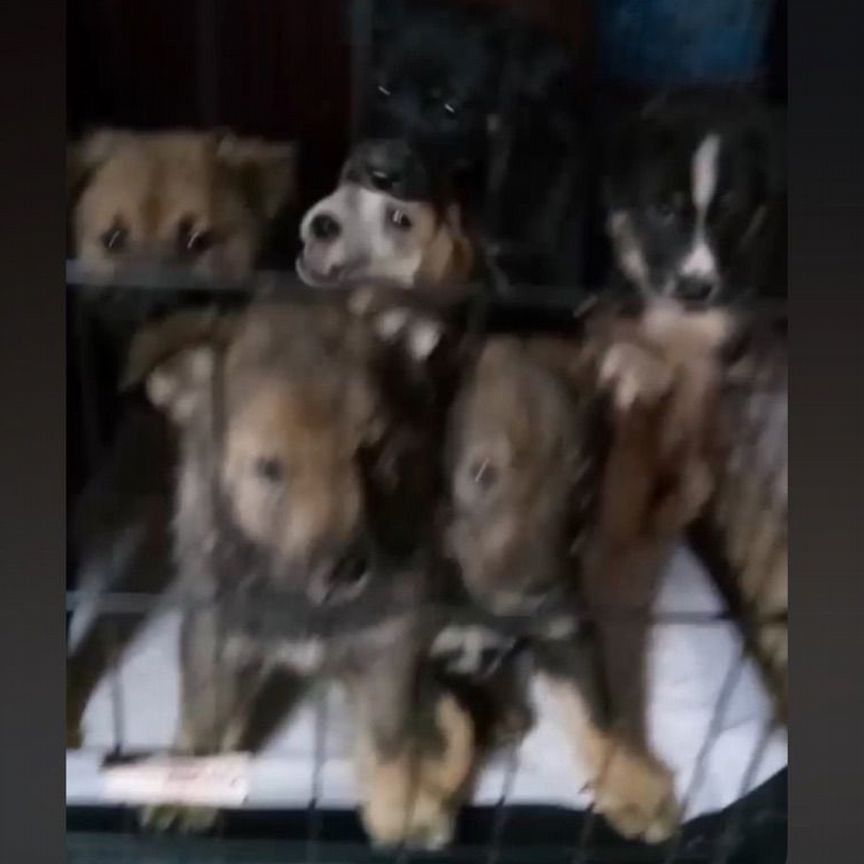 Щенки погибают