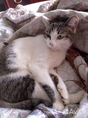 Кошка