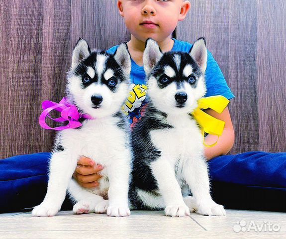 Хаски Шикарные Щенки (разные окрасы)