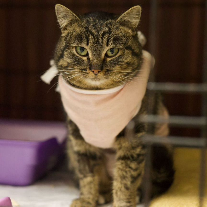 Кошка 1 год. В дрбрые руки