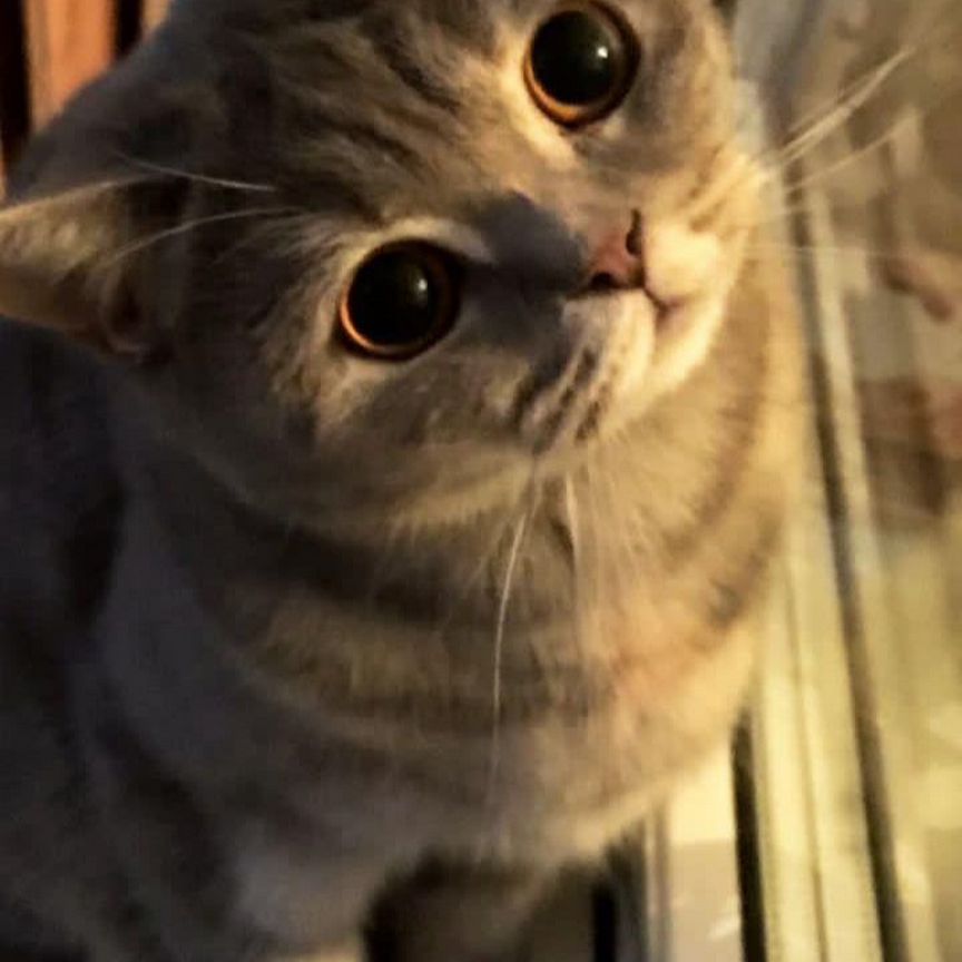 Британская кошка