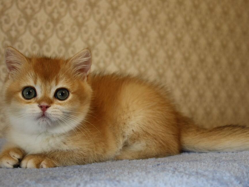 Шикарные котята
