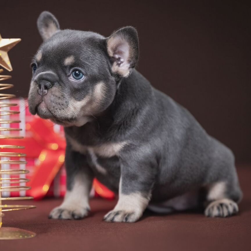 Французский бульдог, щенок