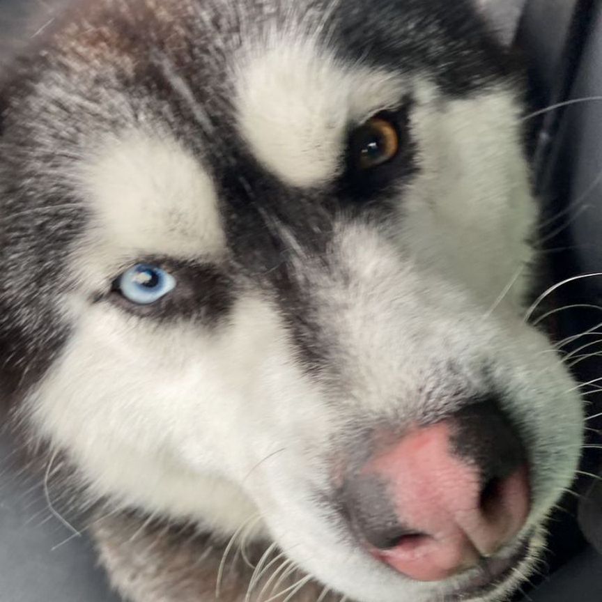 Собака в добрые руки