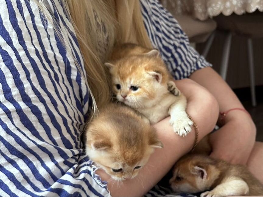 Котята британской золотой шиншиллы