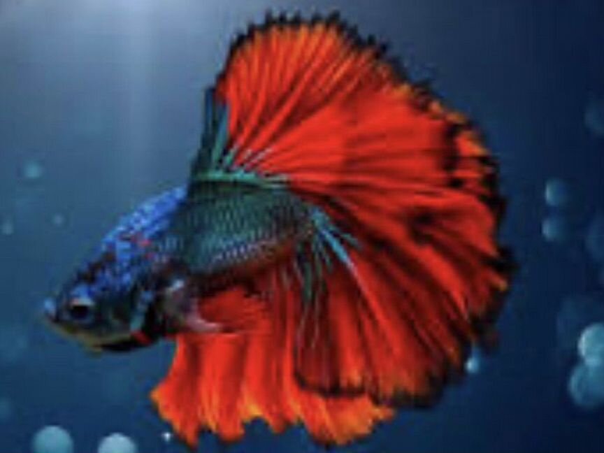 Петушок самец красно-синий