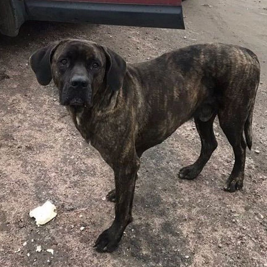 Собака мальчик кобель бездомный в добрые руки