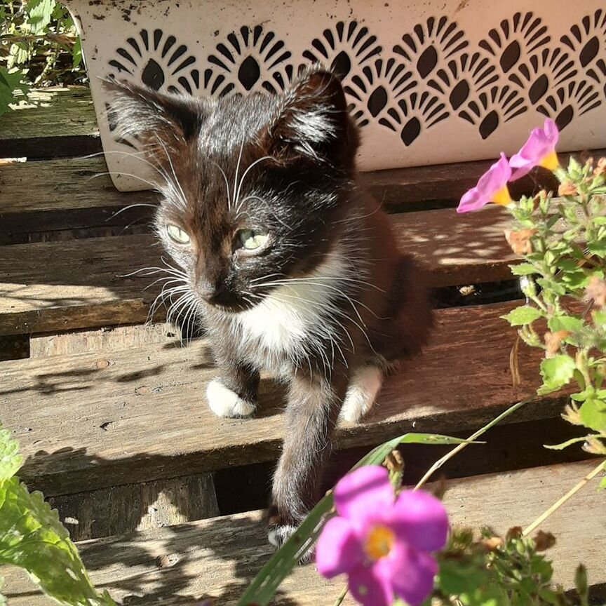 Котята лучшее средство от осенней хандры