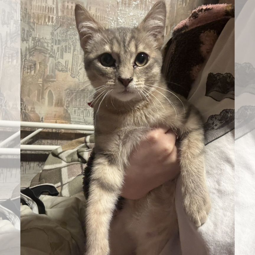 Котёнок в добрые руки