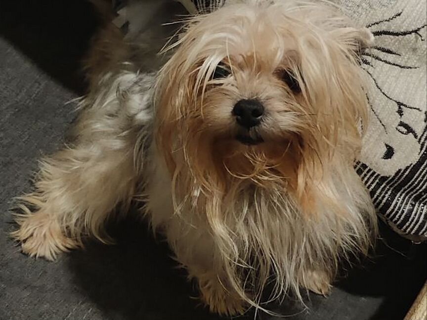 Йоркширский терьер