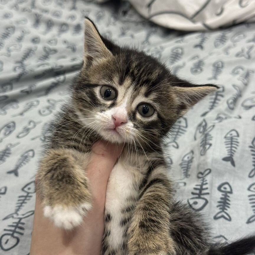 Котята в добрые руки мальчики вислоухий