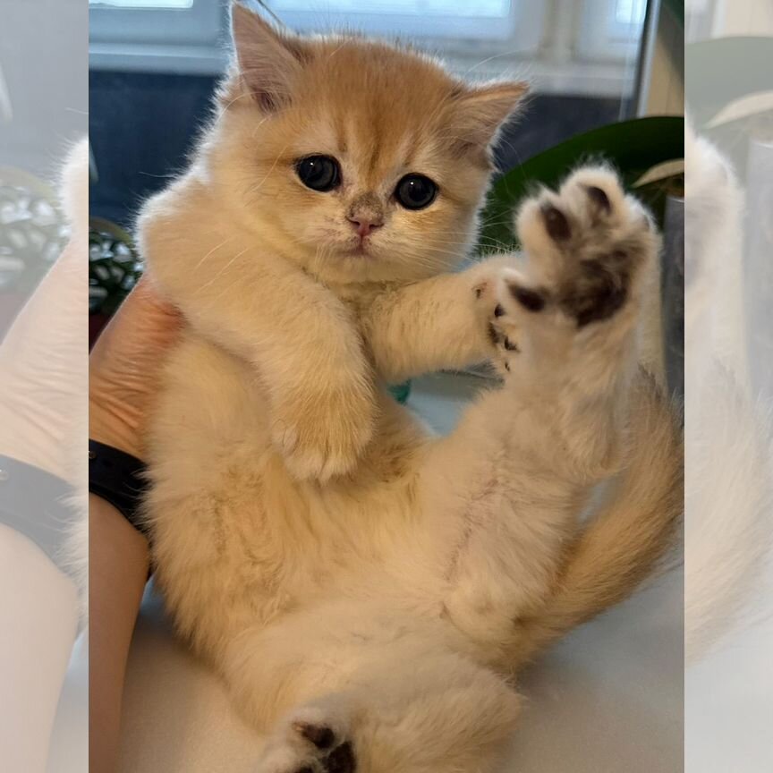 Британские котята золотая шиншилла