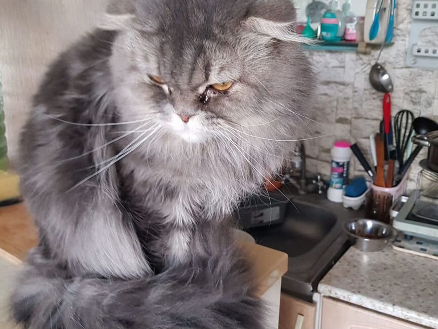 Отдам кота в добрые руки