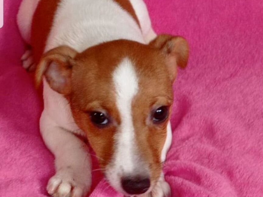 Джек Рассел терьер