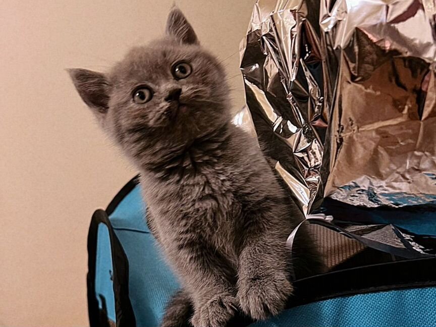 Британские котята шиншилла