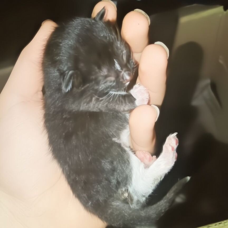 Котёнок в добрые руки