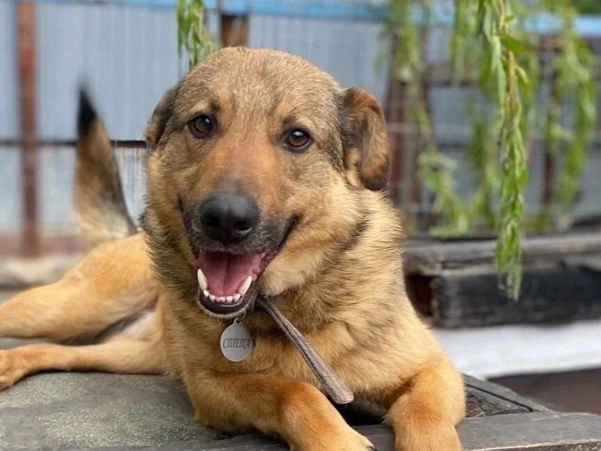 Собачка в добрые руки