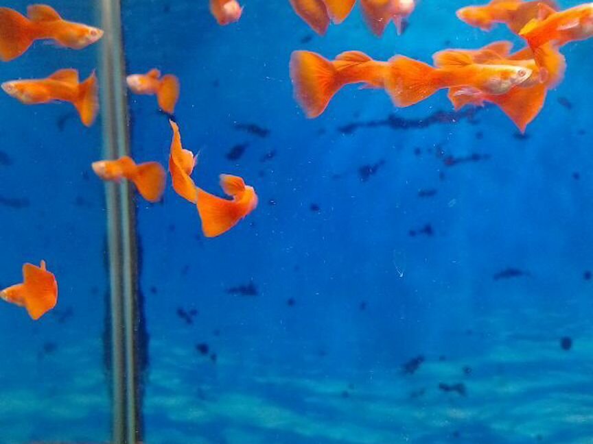 Рыбки гуппи full red albino