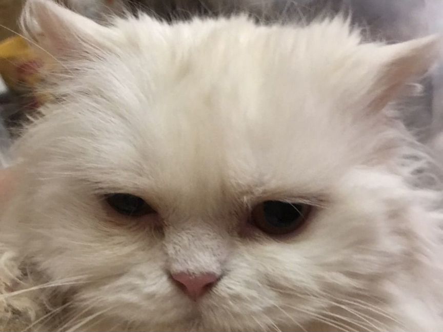 Персидская