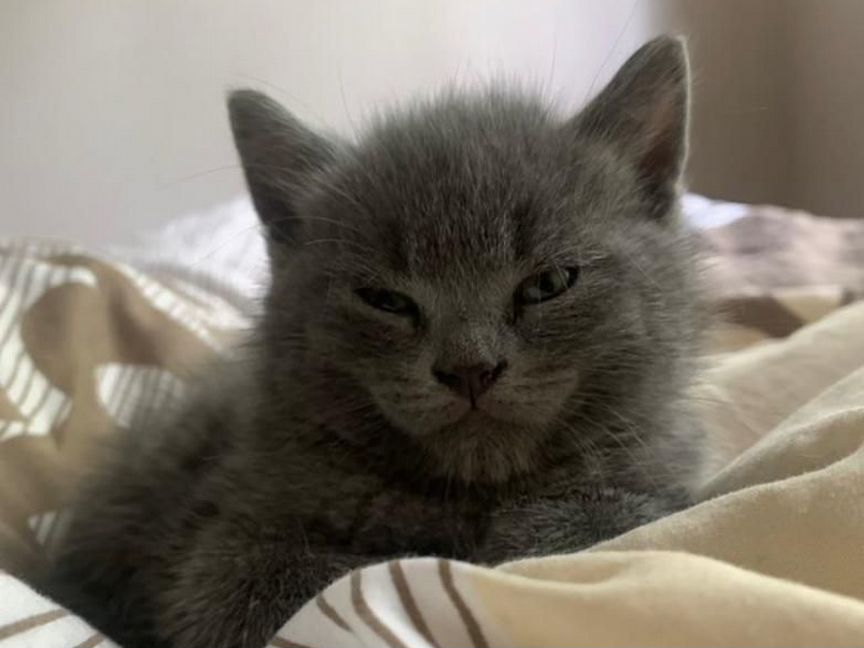 Котики маленькие серые