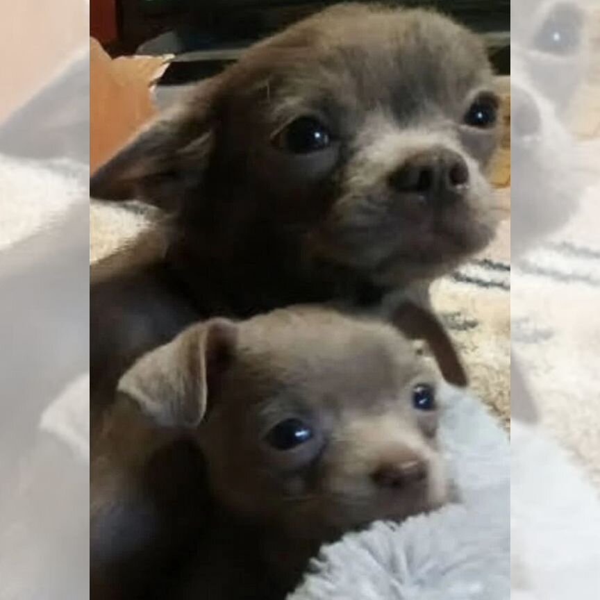 Английский той-терьер, щенок