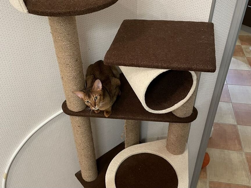 Когтеточка бу