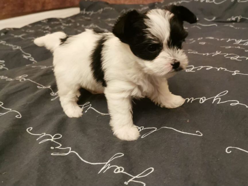 Щенки бивер йорка