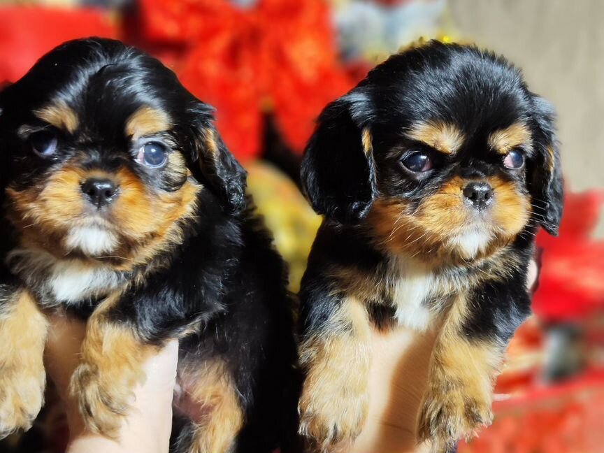 Кавалер Кинг Чарльз спаниель