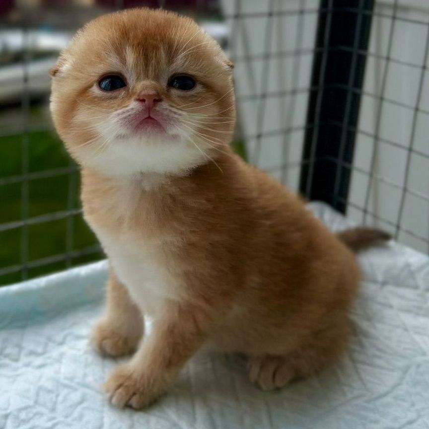 Шотландская Шоколадка