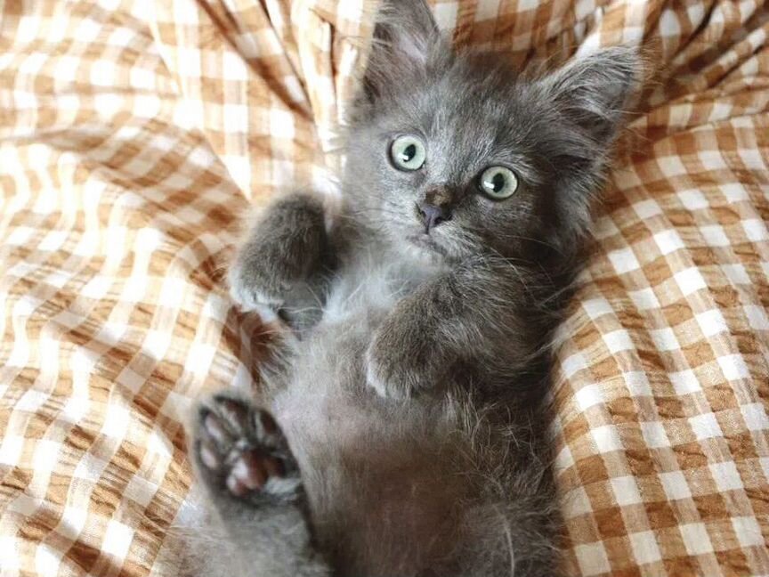 Котенок в добрые руки