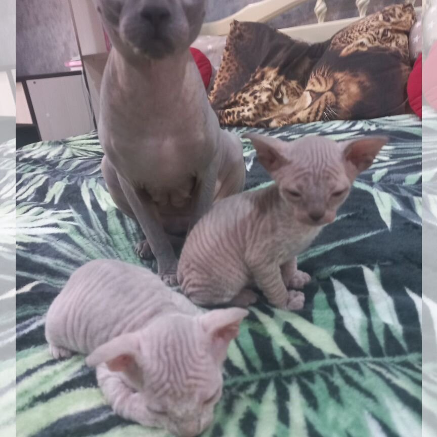 Канадский сфинкс котёнок