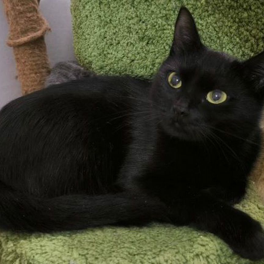 Кошечка Афина в добрые руки