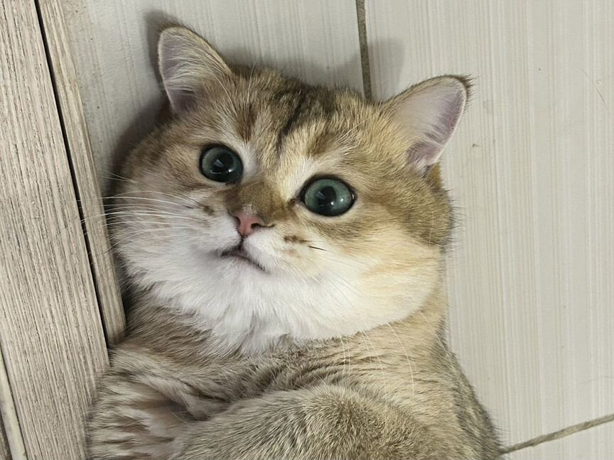 Кот вязка золотая шиншилла