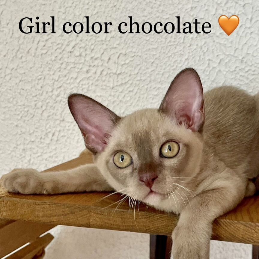 Бурманские детки с родословной