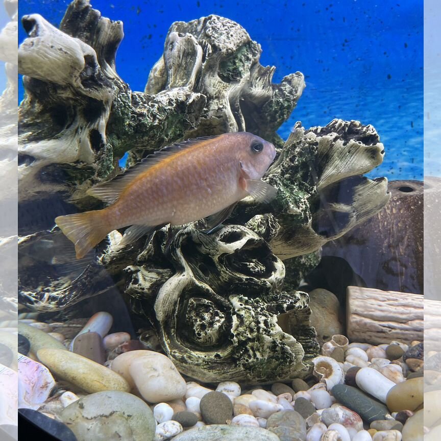 Цихлида малавийская