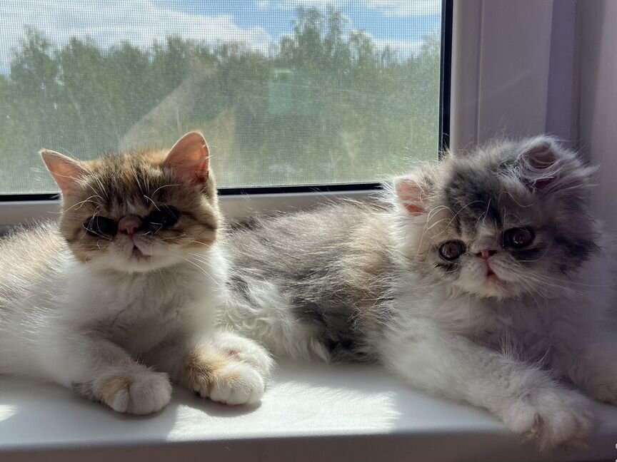 Экзотическая кошка