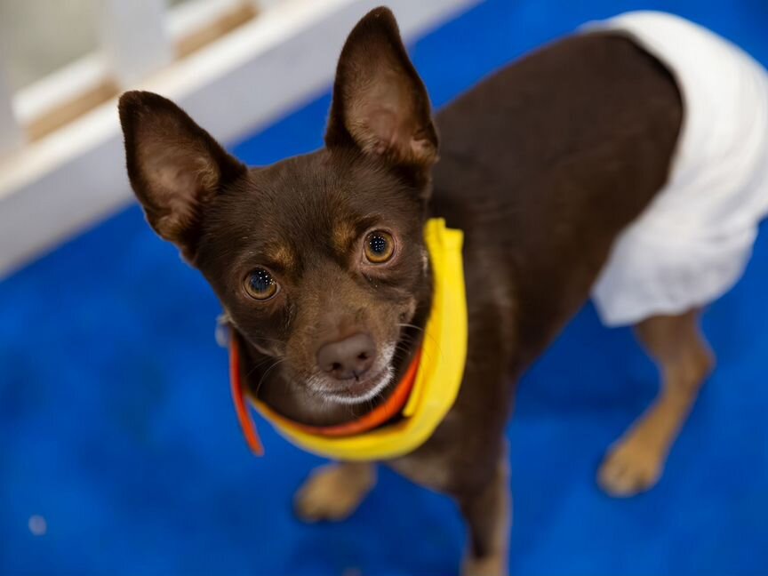 Маленький песик ищет семью