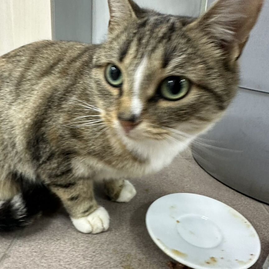 Нашла кошку трехцветную