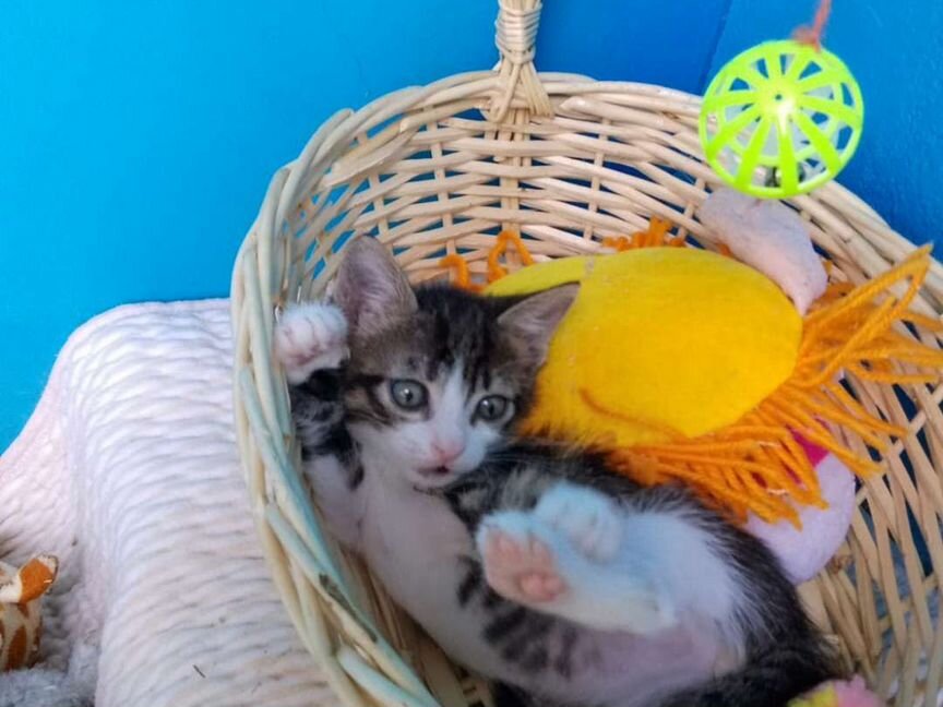 Котики бесплатно