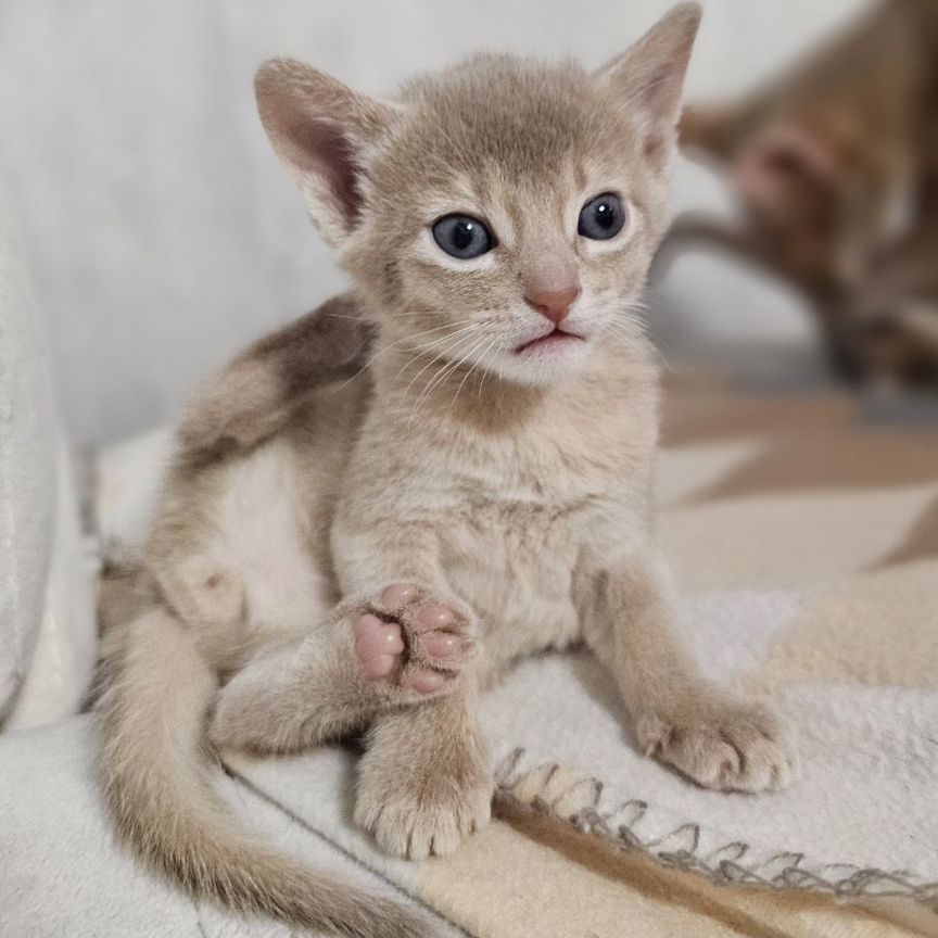 Абиссинский котёнок