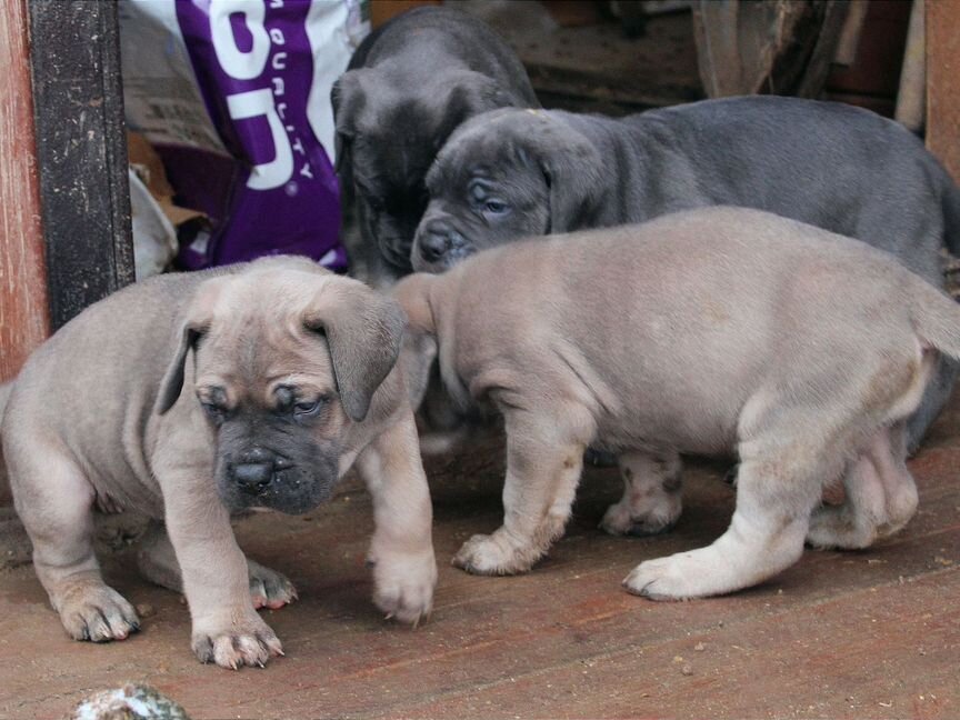 Форментино девочки и кобели голубого окрасов